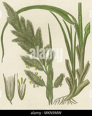 Wood Small-reed - Calamagrostis epigejos Stock Photo - Alamy