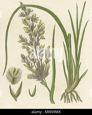 Purple small reed grass (Calamagrostis canescens) and Silver studded ...