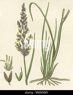 Purple small-reed / Purple small reed grass (Calamagrostis canescens ...