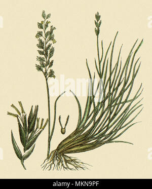 Sheep's fescue, festuca ovina Stock Photo - Alamy