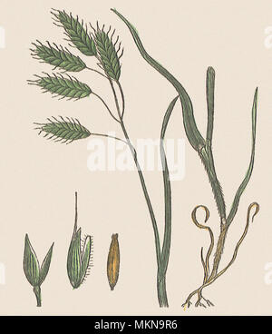 Flowering Smooth Brome Grass (Bromus Inermis) in Highland Area on a ...