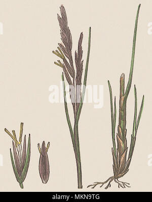 Spartina stricta; Twin-spiked Cord-grass Stock Photo - Alamy
