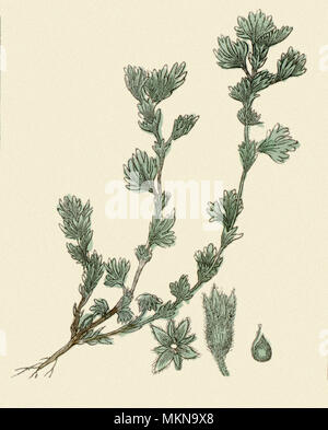 Field Parsley Piert (Alchemilla arvensis Stock Photo - Alamy