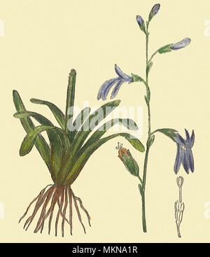 Water lobelia (Lobelia dortmanna Stock Photo - Alamy