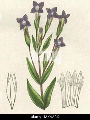 Field Gentian (Gentiana campestris campestris) flower Stock Photo - Alamy
