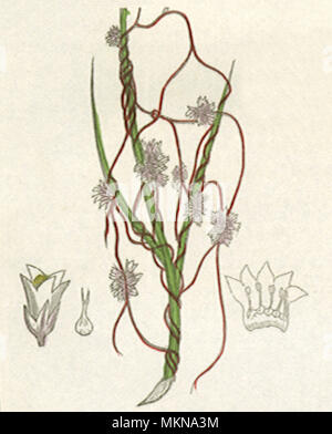 Cuscuta Epithymum Lesser Dodder Stock Photo - Alamy