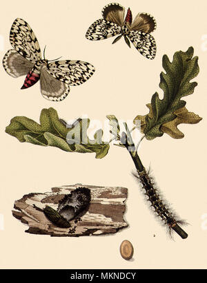 black arches moth Stock Photo - Alamy