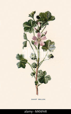 Yellow malva flowers Stock Photo - Alamy