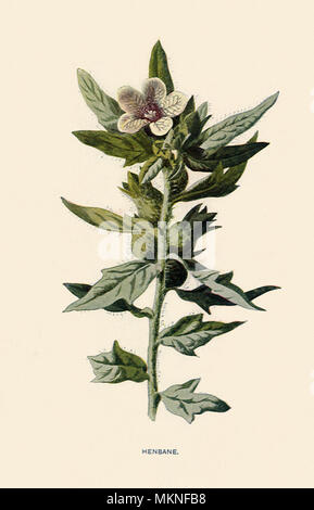 Henbane ( Hyoscyamus niger Stock Photo - Alamy