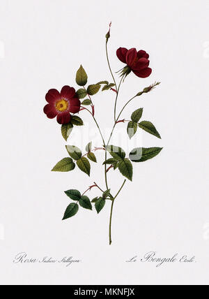 Rosa indica stelligera Stock Photo - Alamy