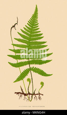 Phegopteris plants or beach fern plant Stock Photo - Alamy