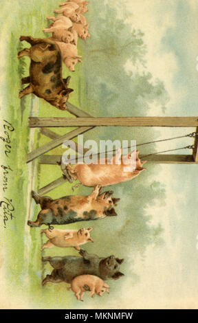 Pig on Swing Stock Photo - Alamy