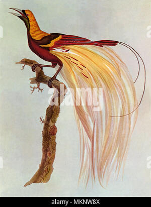 The greater bird-of-paradise (Paradisaea apoda) is a bird-of-paradise ...