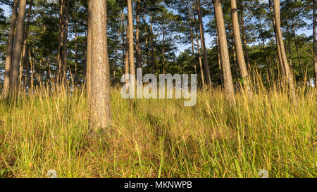Dawn in the forest in Lam Dong The foxtail grass grows in the pine ...