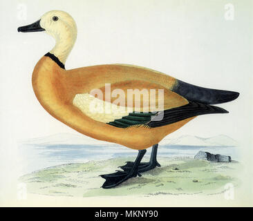 Ruddy Shelduck (Tadorna ferruginea) birds multicolor orange tones ...