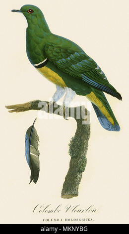 Cloven-feathered dove (Drepanoptila holosericea) perched in a tree ...