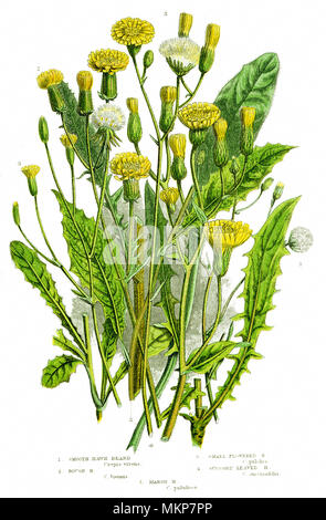 Assorted Compound Flowers Stock Photo - Alamy