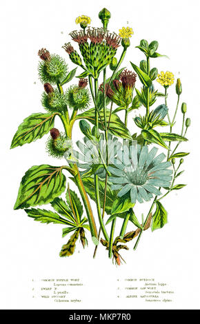 Assorted Compound Flowers Stock Photo - Alamy