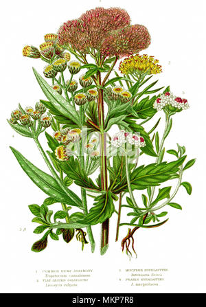 Assorted Compound Flowers Stock Photo - Alamy