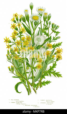 Assorted Compound Flowers Stock Photo - Alamy