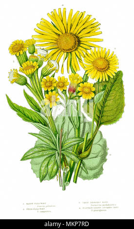 Assorted Compound Flowers Stock Photo - Alamy