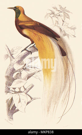 Paradisea apoda, the Great Bird of Paradise Stock Photo - Alamy