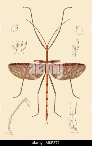 Illustration of titan stick insect (Cyphocrana titan, now Acrophylla ...