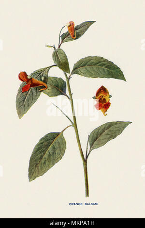Impatiens fulva; Orange Balsam Stock Photo - Alamy
