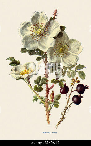 White rose rosa spinosissima Stock Photo - Alamy