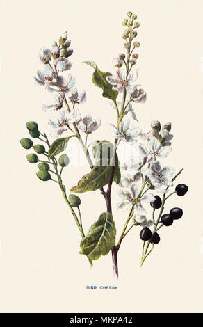 Bird cherry (Prunus padus) fruits. Photographed in Narke, Sweden Stock ...