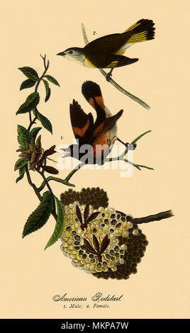 Setophaga ruticilla, American redstart Stock Photo - Alamy