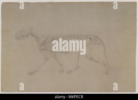 Tiger Skeleton, Lateral View, in Walking Posture Stock Photo - Alamy