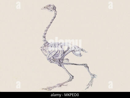 Dorking Hen Skeleton, Lateral View, in Walking Posture Stock Photo - Alamy