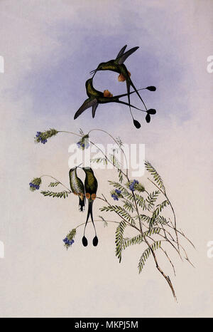 Spathura peruana (Peruvian Racket-Tail Stock Photo - Alamy