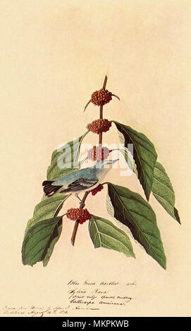 Dendroica cerulea cerulean warbler Stock Photo - Alamy