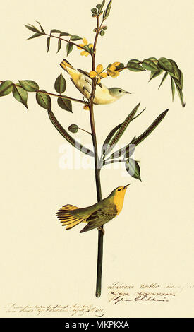 Yellow Warbler, Dendroica petechia Stock Photo - Alamy