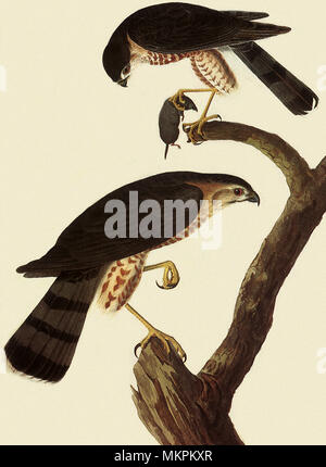 Sharp-shinned Hawk (Accipiter striatus) attacking bird in flight, Texas ...