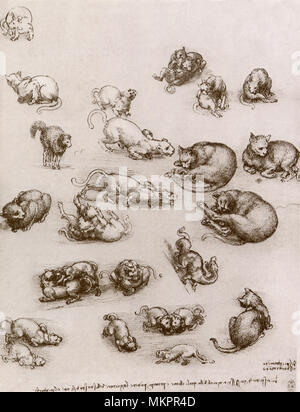 Studies of cats Stock Photo - Alamy