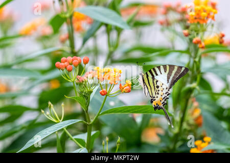 Five-bar Swordtail (Pathysa antiphates) eating on plant Stock Photo - Alamy