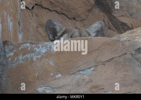 Puma hiding behind a rock Stock Photo - Alamy