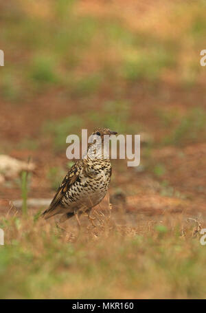 Scaly Thrush (Zoothera dauma aurea) adult, standing on ground, Beidaihe ...