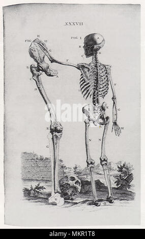 Skeleton and Large Limb Bone Stock Photo - Alamy