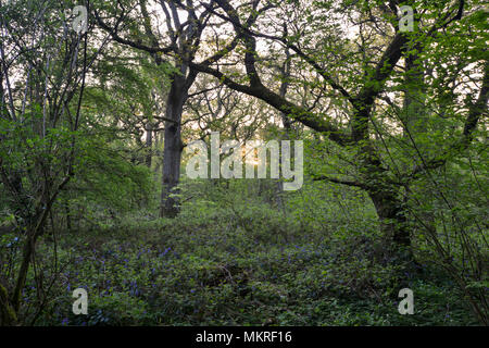 Stoke Woods, Bicester, Oxfordshire owned by the Woodland Trust Stock ...