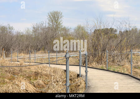 Boardwalk in the wetland during spring Stock Photo - Alamy