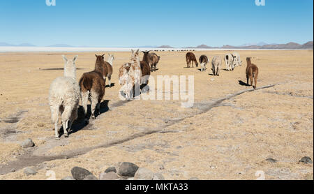 Llamas in the vicinity of Coquesa - Tahua Village, Salar de Uyuni ...