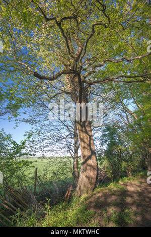 Ancient Wild Service Tree - Sorbus torminalis, Stoke Woods, Bicester ...