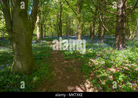 Footpath through Stoke Woods, Bicester, Oxfordshire owned by the ...