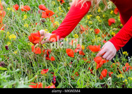 Tearing the poppies for a bouquet. Poppy flowers in the clearing ...