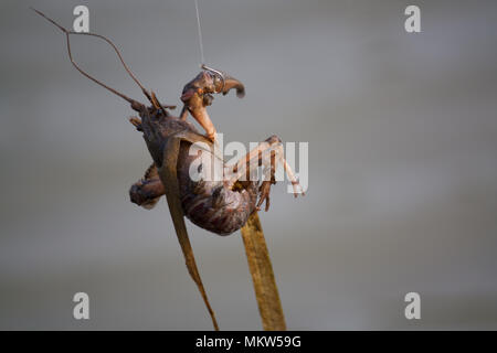 crawfish caught on hook Stock Photo - Alamy