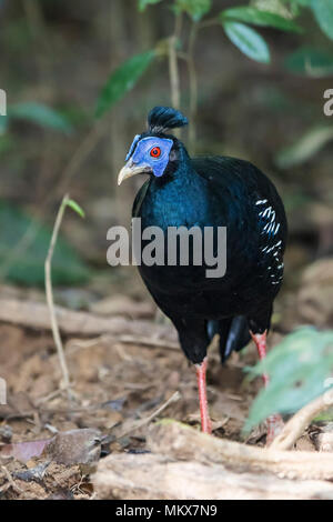 Crested fireback pheasant (Lophura ignita) in Borneo, Malaysia Stock ...